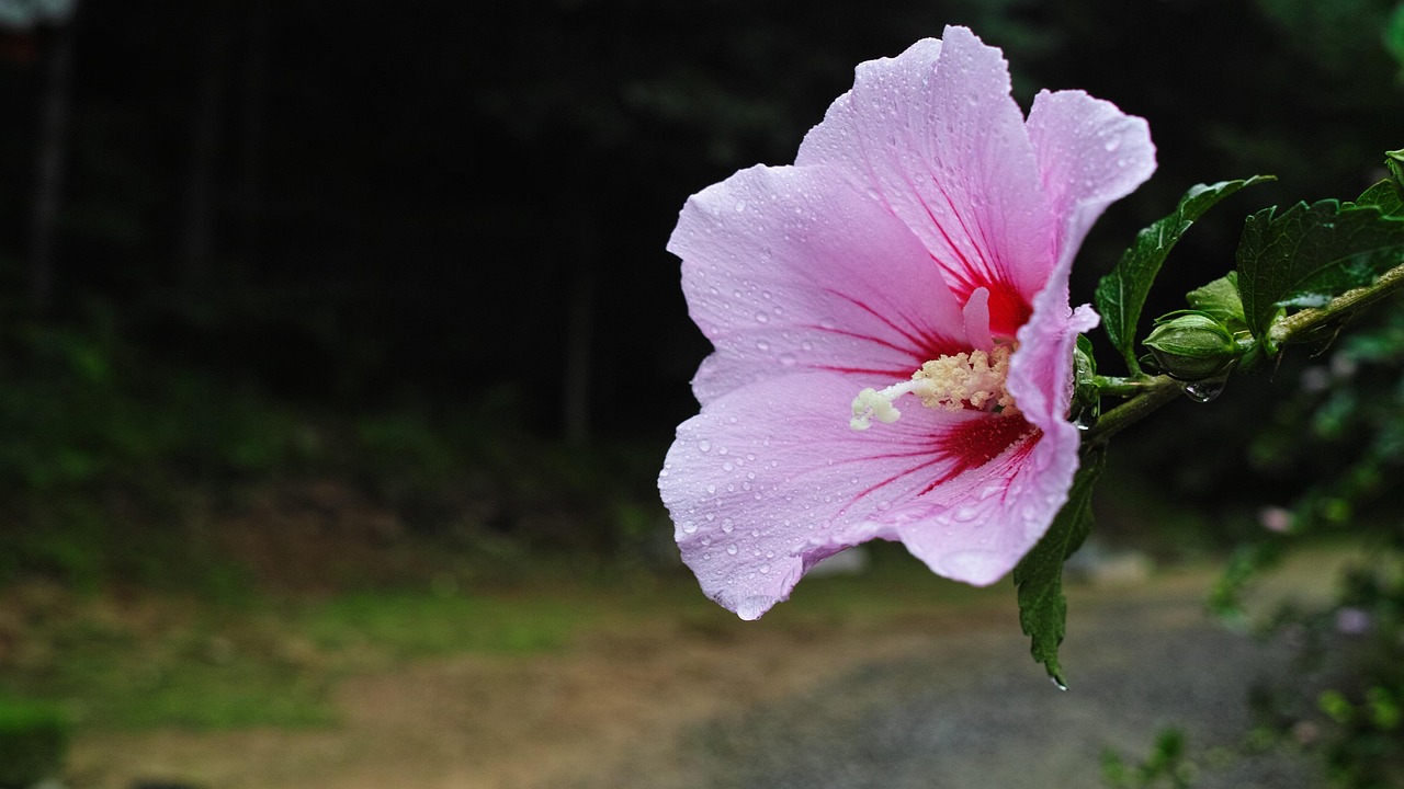 60,000+ Free Rose Of Sharon & Nature Images - Pixabay
