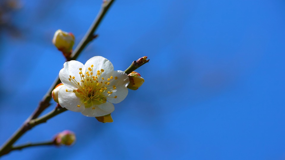 Plum Blossom White Spring - Free photo on Pixabay