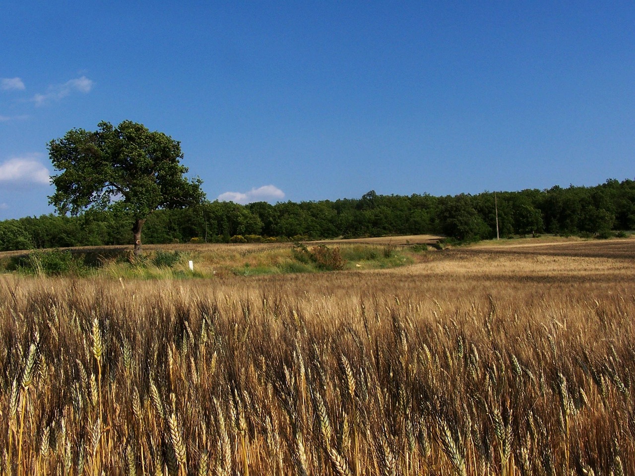 Ohr Weizenfelder Frankreich - Kostenloses Foto auf Pixabay - Pixabay