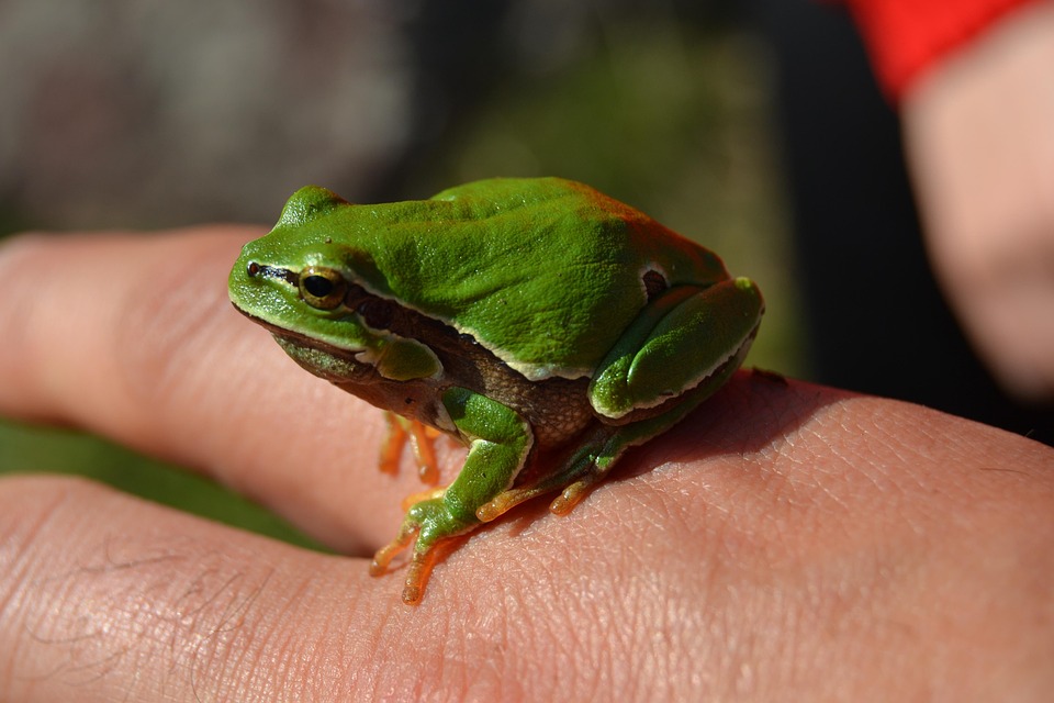Frog Nature Animals - Free photo on Pixabay
