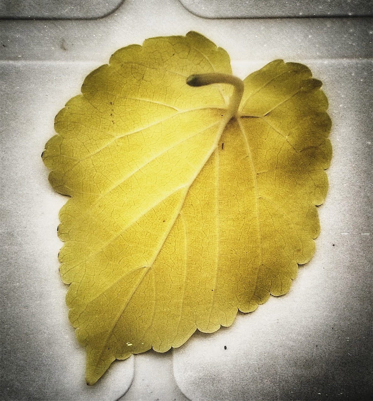 Hoja Amarilla Amarillo Hojas De - Imagen gratis en Pixabay - Pixabay