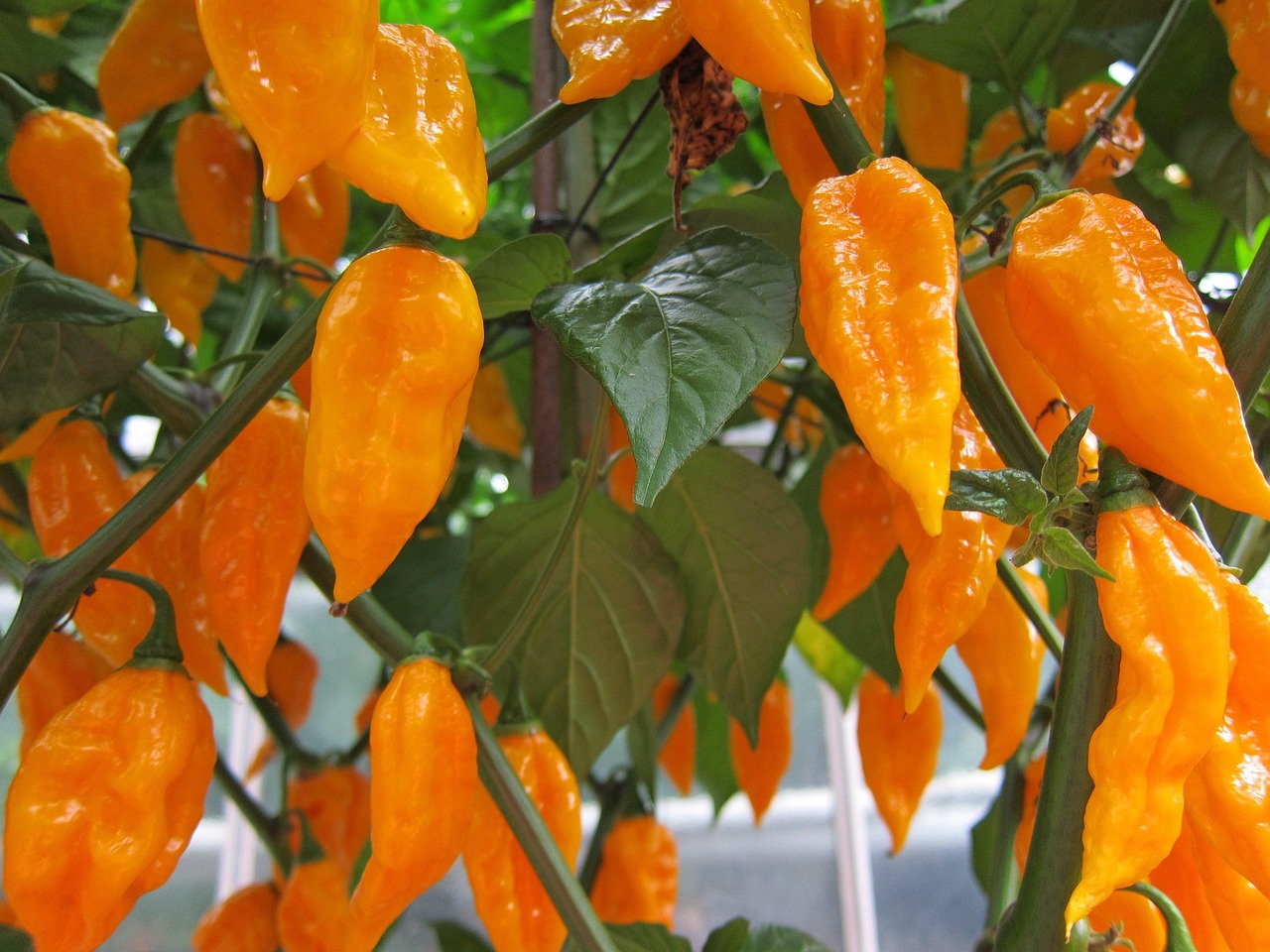 Naranja Comida Chile - Foto gratis en Pixabay - Pixabay