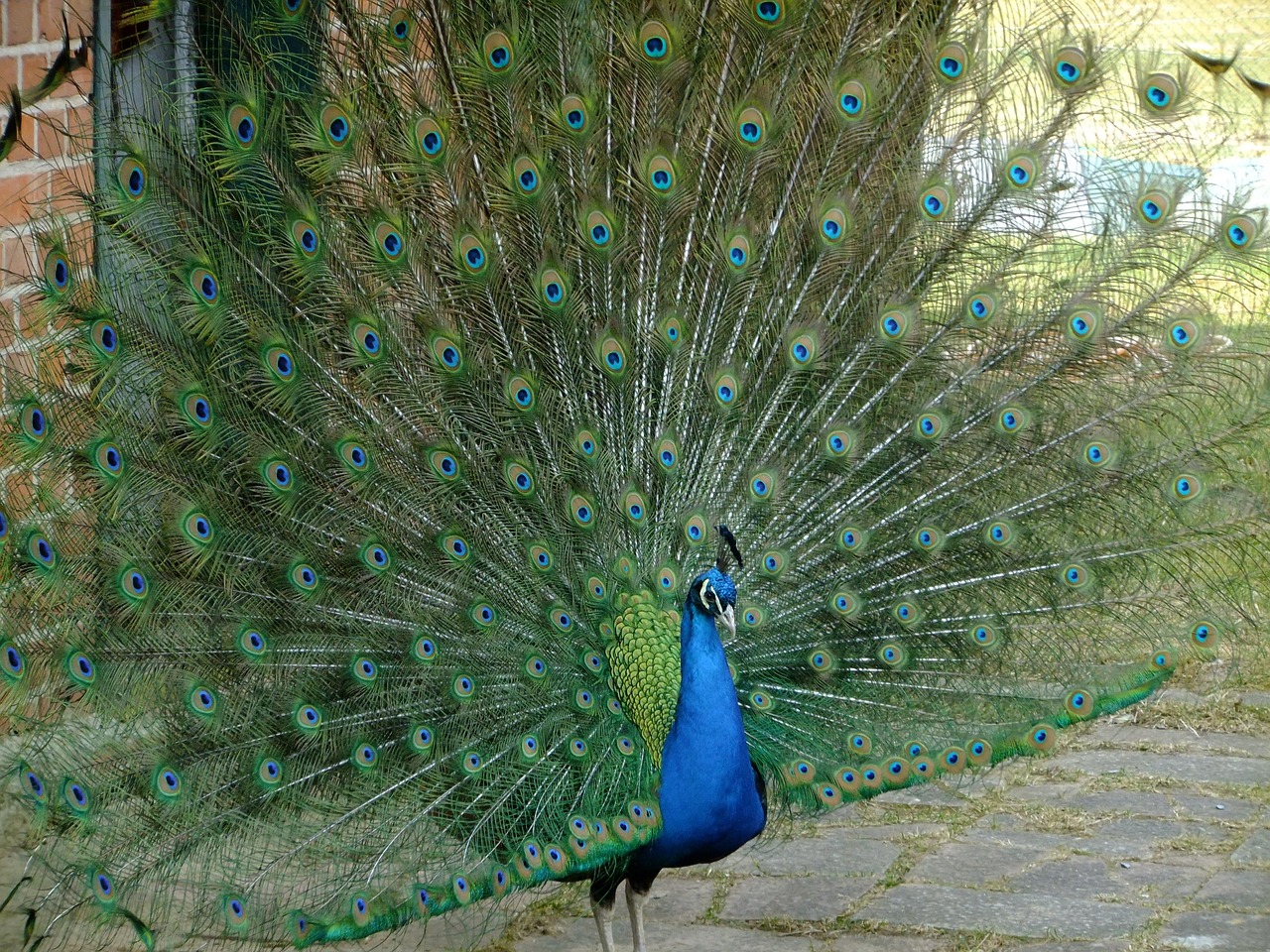 Pavo Real Acariciar - Foto gratis en Pixabay - Pixabay