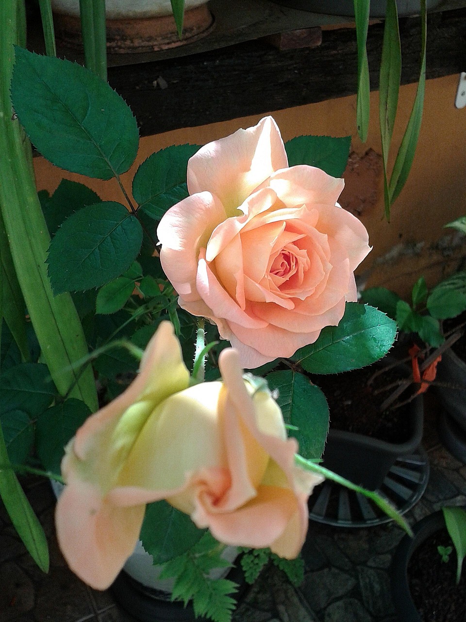 100+ Free Rose Pot & Nature Images - Pixabay