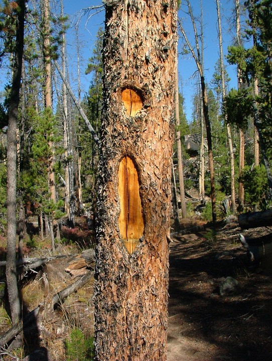 Tree Bark Forest Exclamation - Free photo on Pixabay - Pixabay