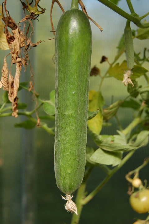 Cucumbers Vegetables Cucumber - Free photo on Pixabay