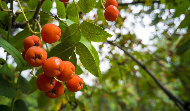 Mountain Ash Autumn Tree - Free photo on Pixabay