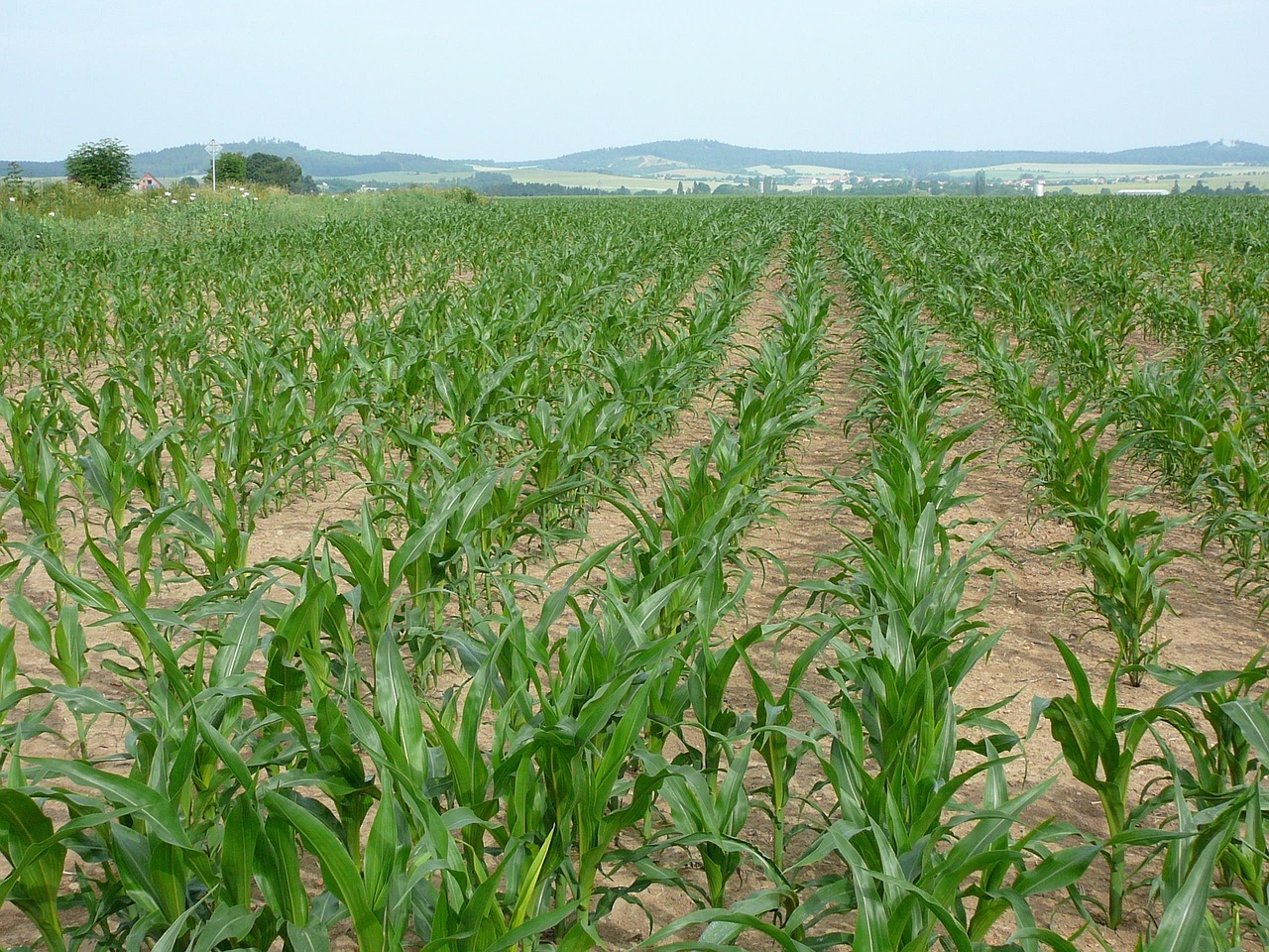 Wheat Plant Field - Free photo on Pixabay - Pixabay