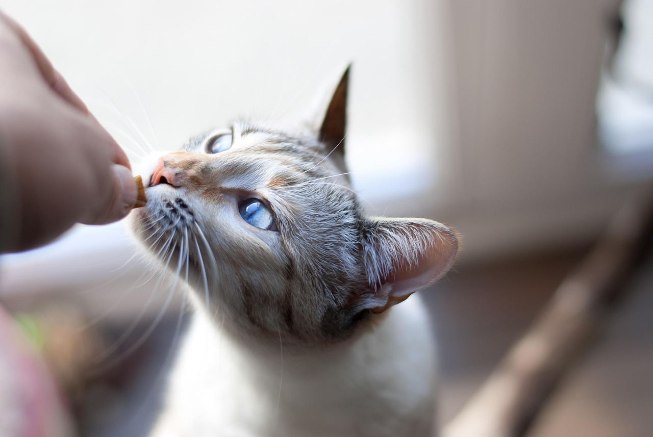 Más de 300 000 imágenes gratis de Tipos De Animales Domesticos y ...