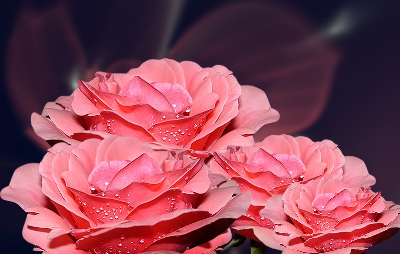 Pink Salmon Roses Nature - Free photo on Pixabay - Pixabay