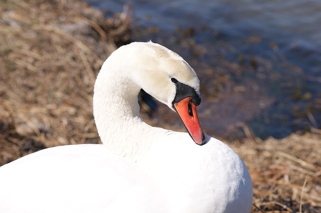 Swan Pájaro Aves - Foto gratis en Pixabay - Pixabay