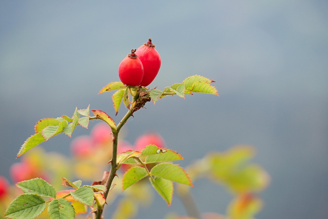 Rosehips Fall Wild Rose - Free photo on Pixabay