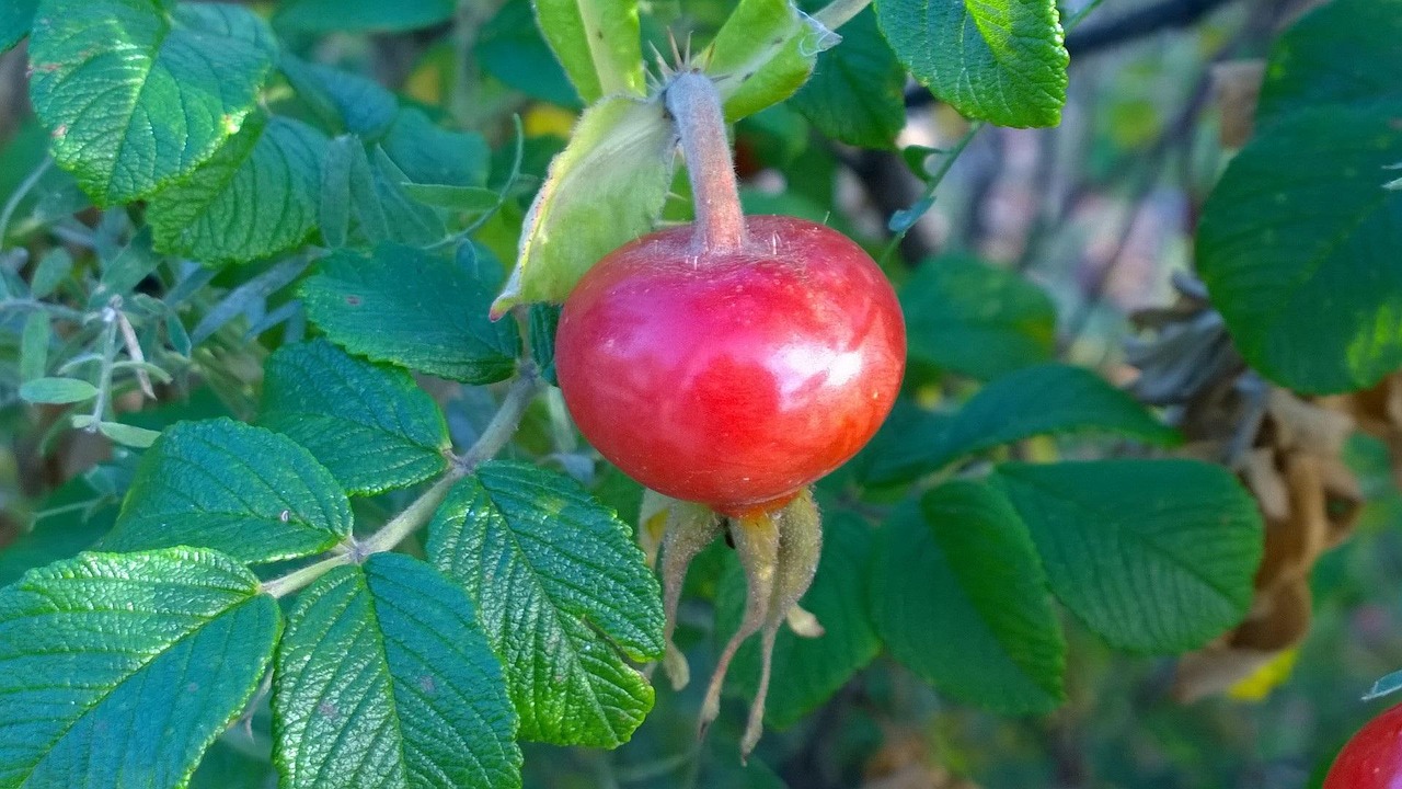 Rosehip Berry Rose - Free photo on Pixabay - Pixabay