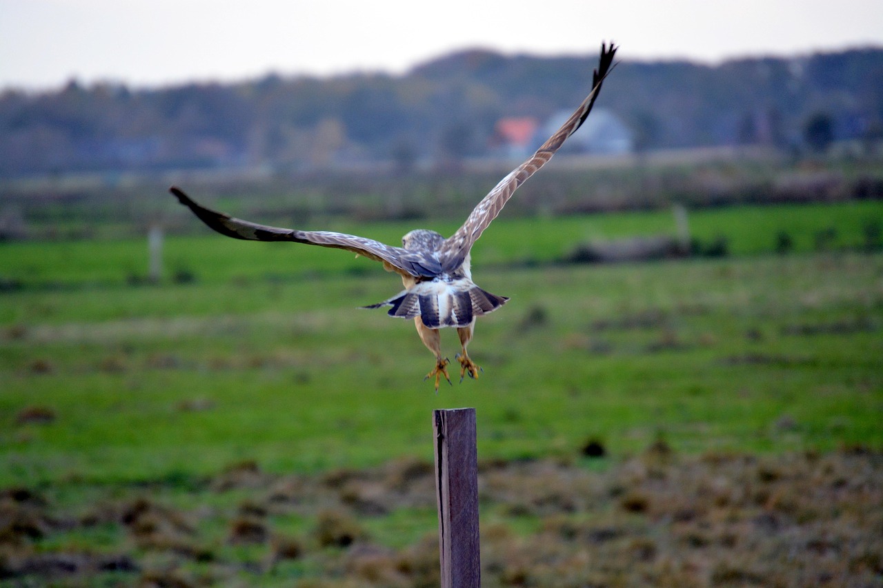 Buzzard Bird Common Birds - Free photo on Pixabay - Pixabay