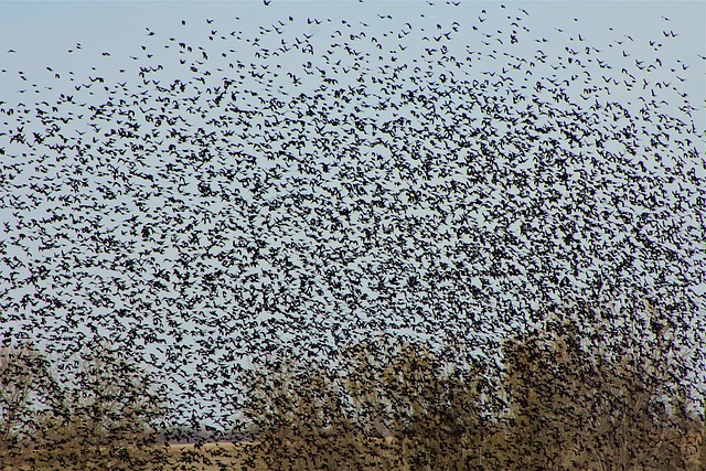Bird Flock Blackbirds Birds - Free photo on Pixabay - Pixabay