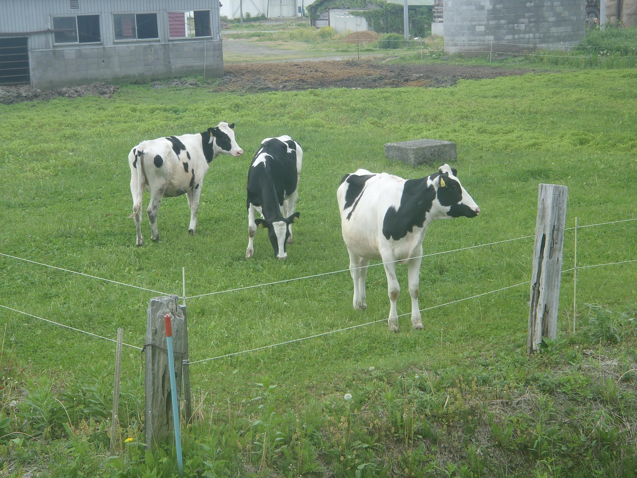 Cow Holstein Dairy Green - Free photo on Pixabay - Pixabay