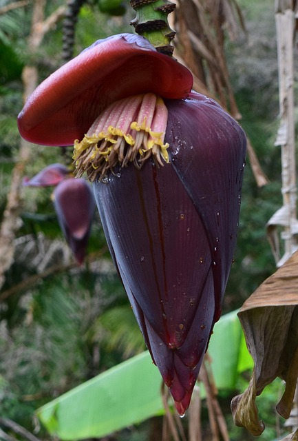Banane Fleurs De Bananier Tropical - Photo gratuite sur Pixabay - Pixabay