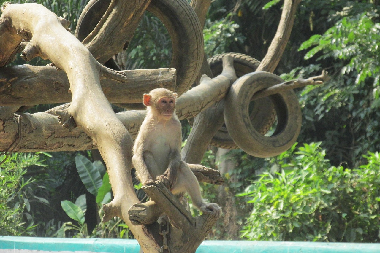Singe Arbre Zoo - Photo gratuite sur Pixabay - Pixabay