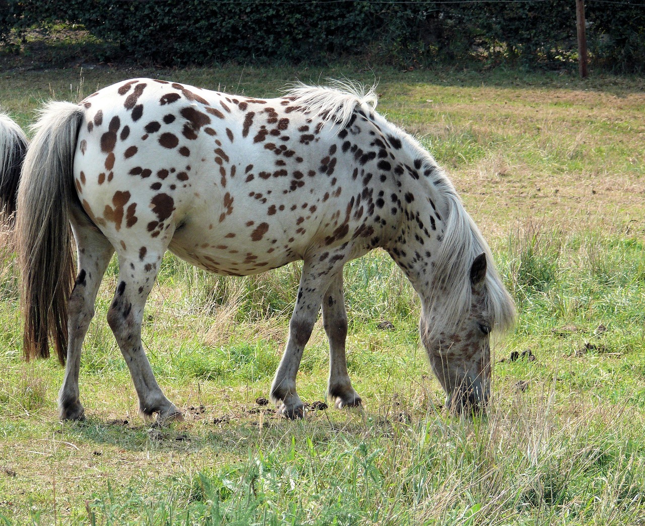 Animal Horse Spotted - Free photo on Pixabay