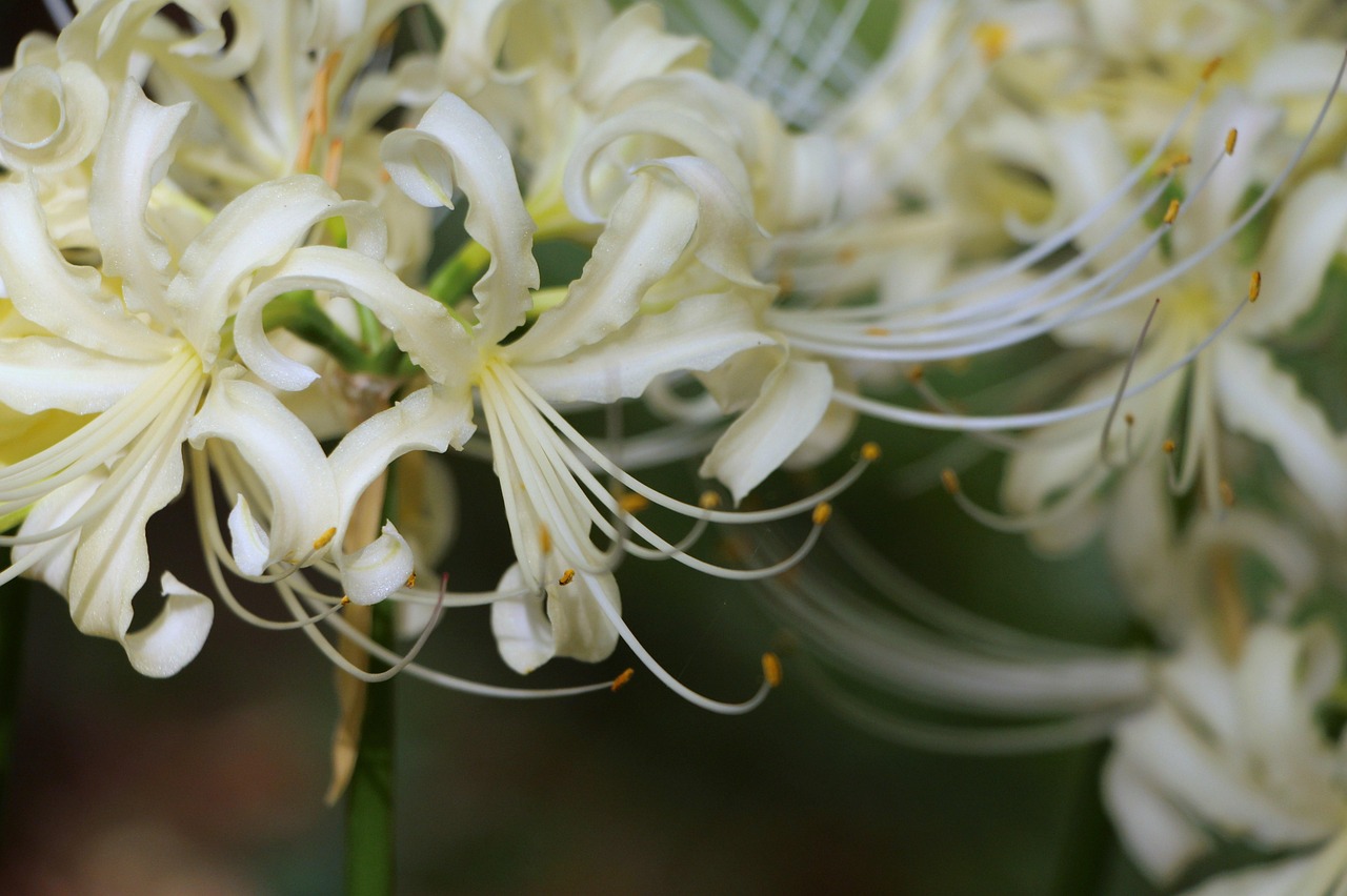 White Flower Bunch Of Flowers - Free photo on Pixabay - Pixabay
