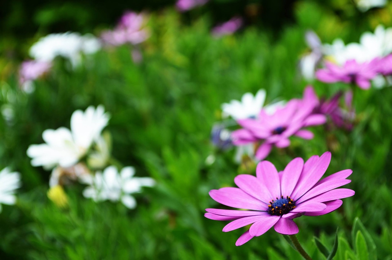 Bunga Alam Tanaman - Foto gratis di Pixabay - Pixabay