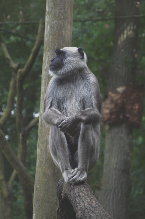 Monkey Wood Sit - Free photo on Pixabay - Pixabay