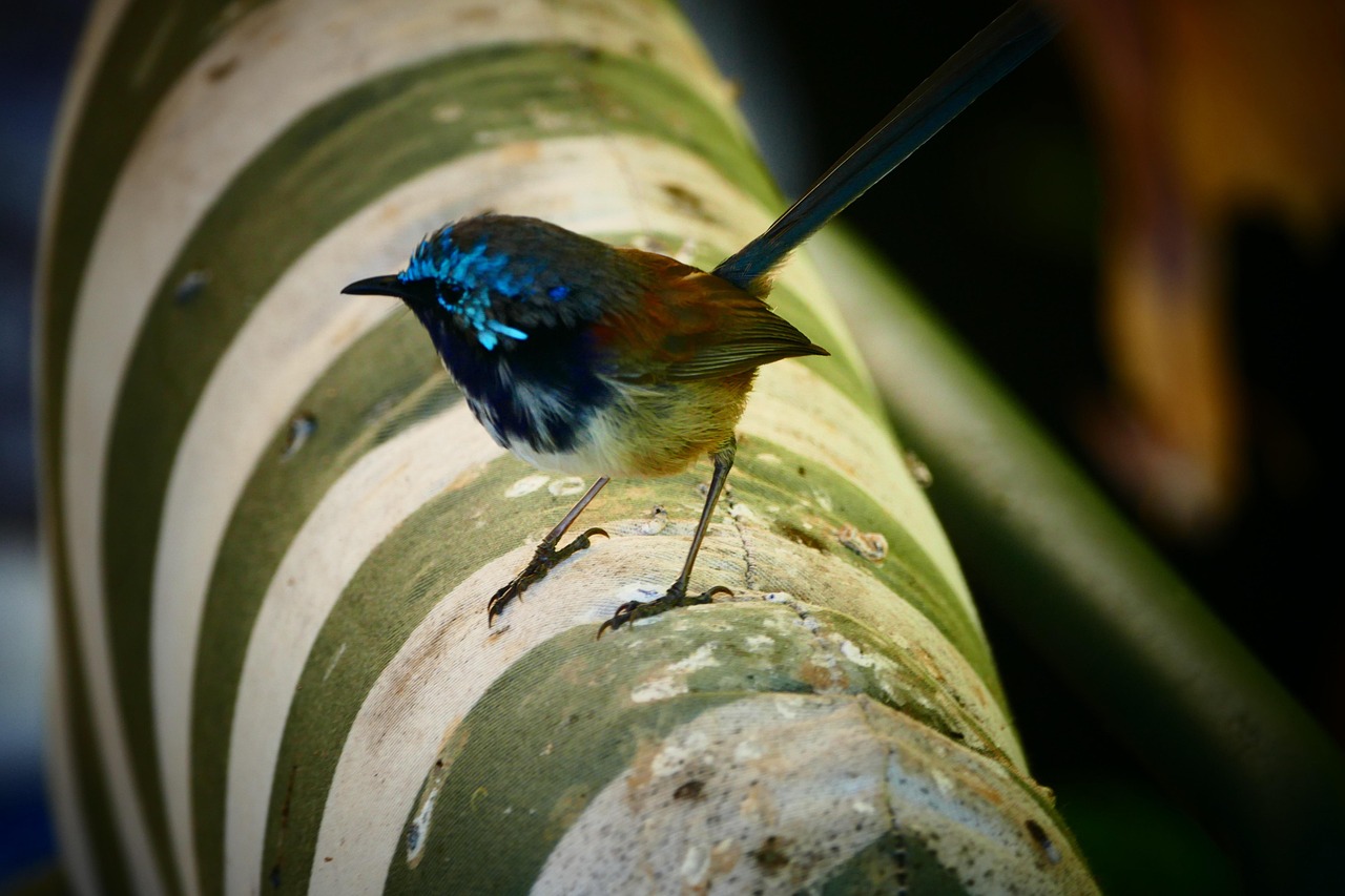 30,000+ Free Blue Wren & Wren Images - Pixabay