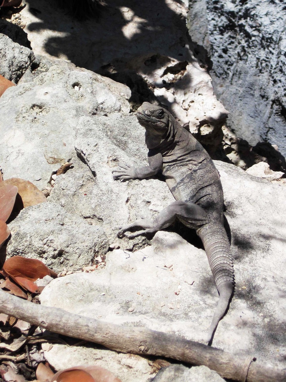 Iguana Animal Beach - Free photo on Pixabay - Pixabay