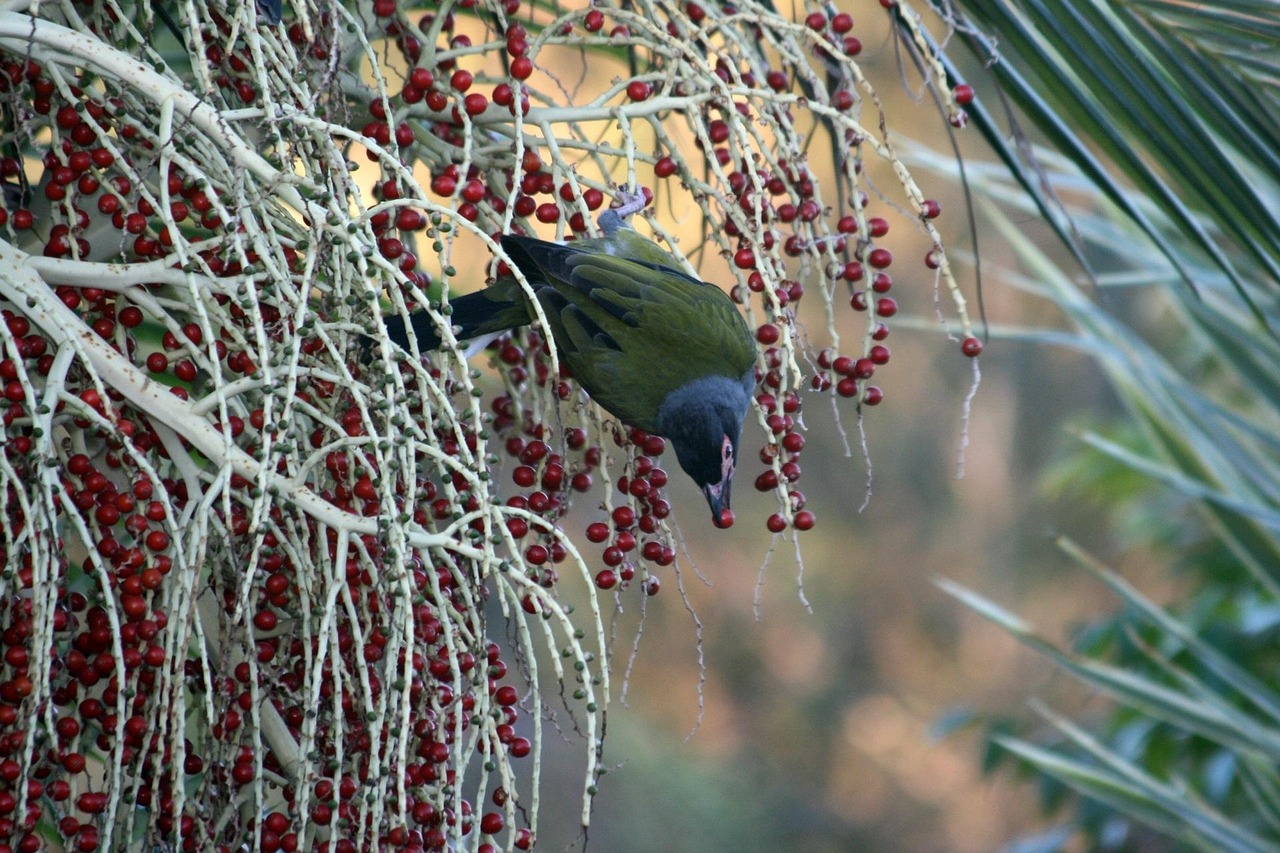 Bird Figbird Berry - Free photo on Pixabay