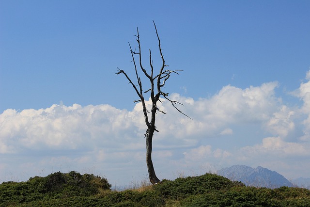 Dead Tree Skeleton - Free photo on Pixabay