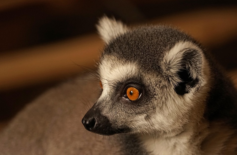 Ring Tailed Lemur Catta Lemurs - Free photo on Pixabay
