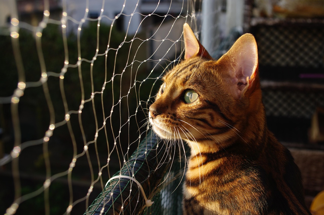 20,000+ Free Bengal Cat & Animal Images - Pixabay