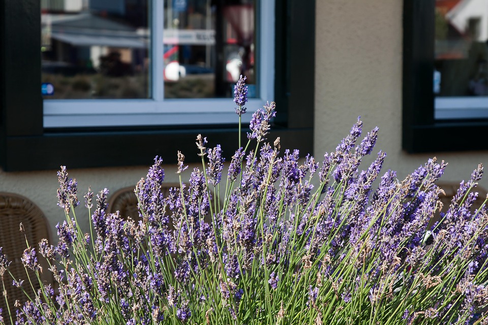 Bunga Lavender Rempah - Foto gratis di Pixabay - Pixabay