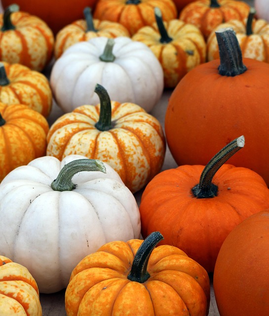 Pumpkins Halloween Stems - Free photo on Pixabay - Pixabay