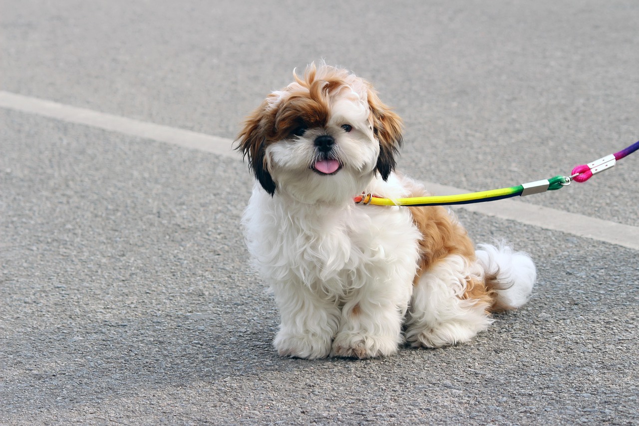 Cachorro Fofinho Cão Branco Animal - Foto gratuita no Pixabay - Pixabay