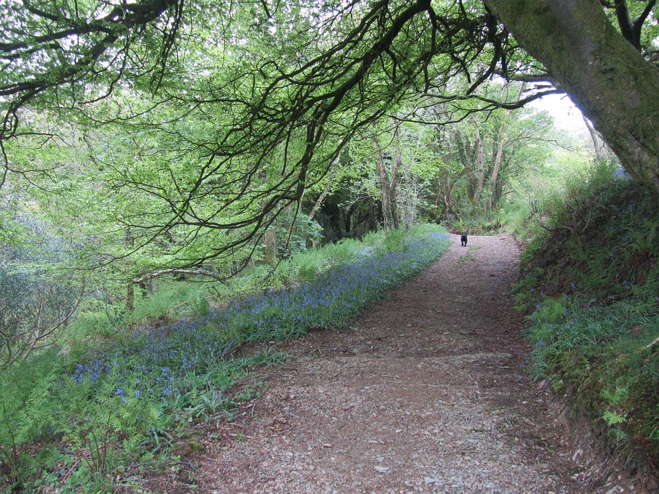 pays-de-galles-marcher-chemin-photo-gratuite-sur-pixabay