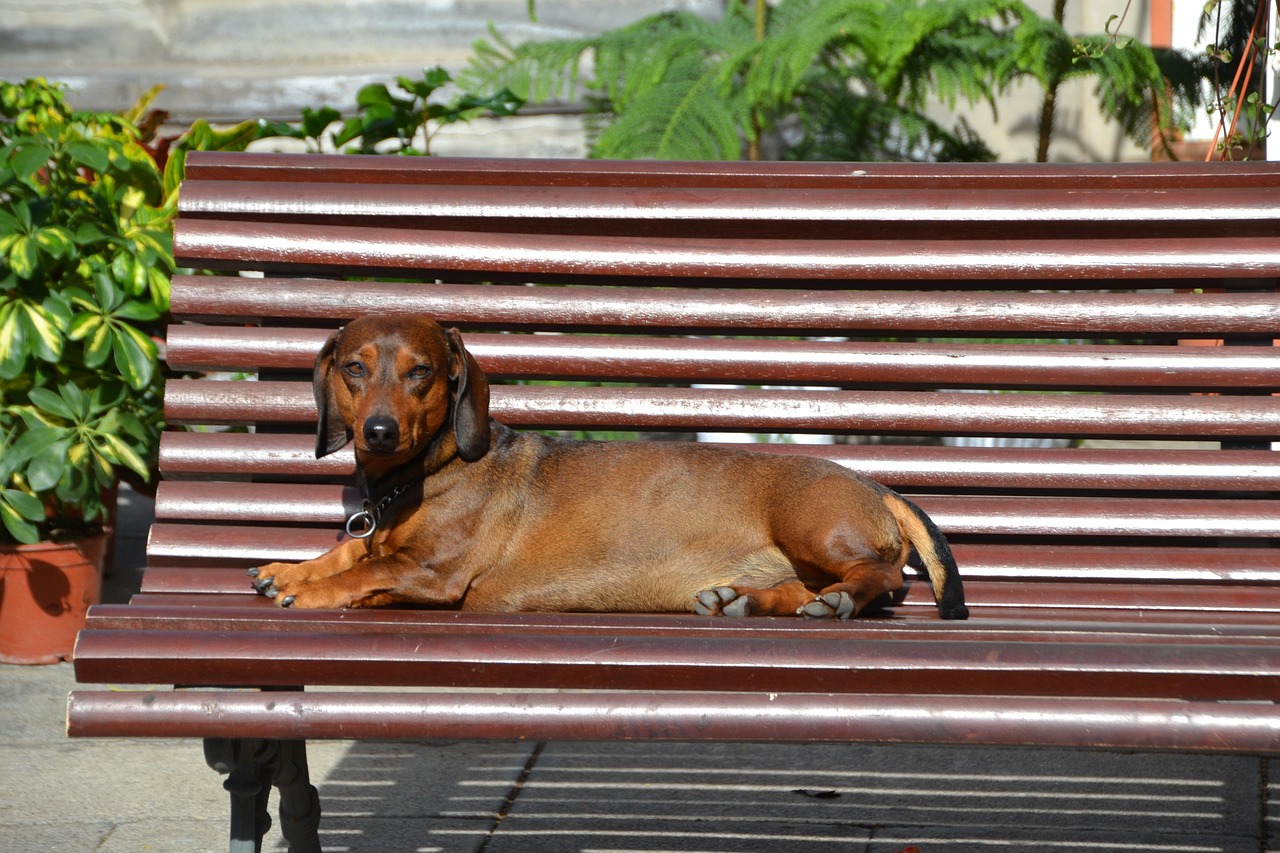 Hund Dackel Teckel - Kostenloses Foto auf Pixabay - Pixabay
