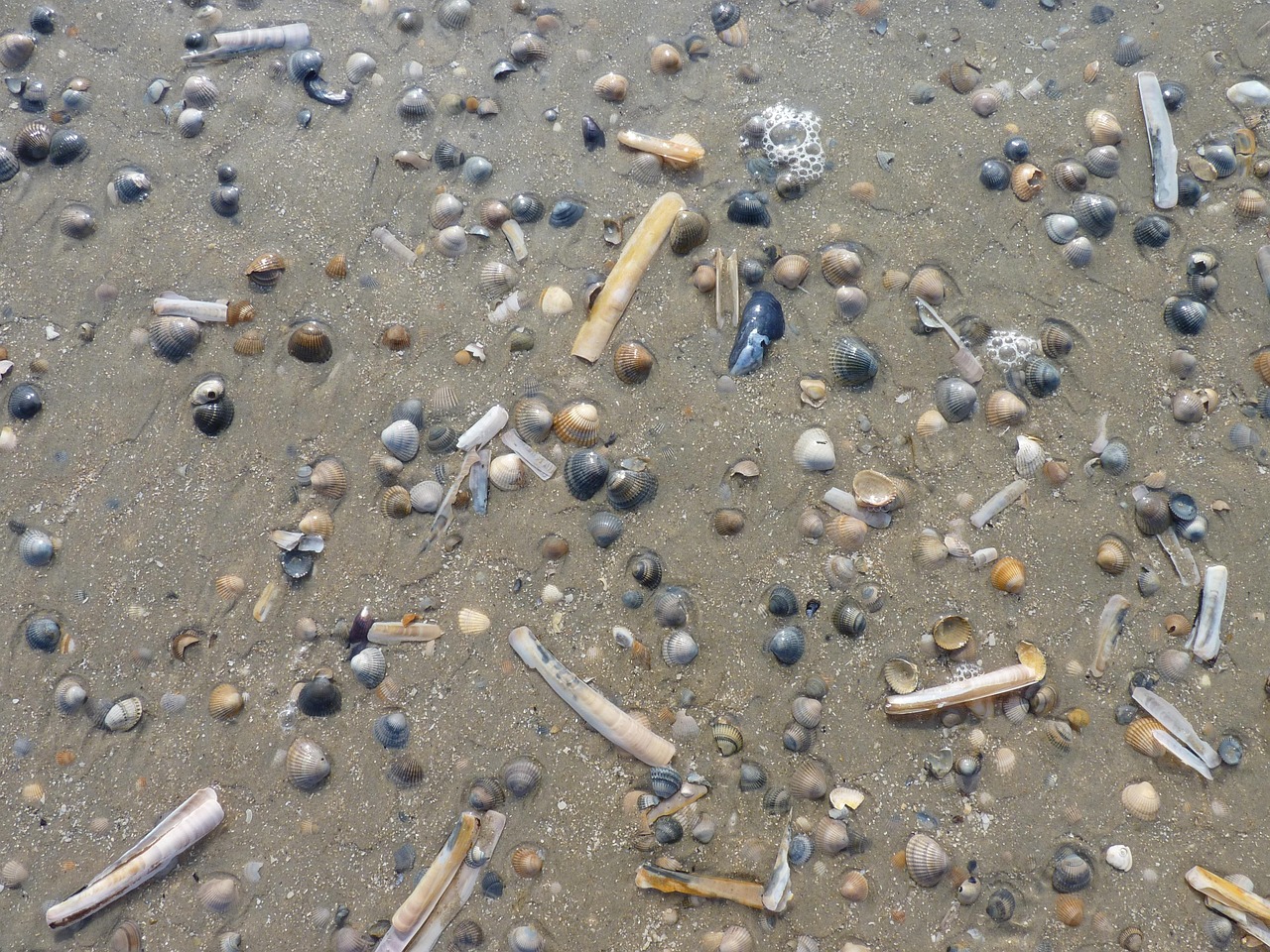 Muscheln Strand Wasser - Kostenloses Foto auf Pixabay