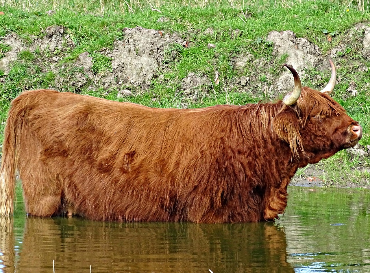Kuh Schottische Highlander Wasser - Kostenloses Foto auf Pixabay - Pixabay
