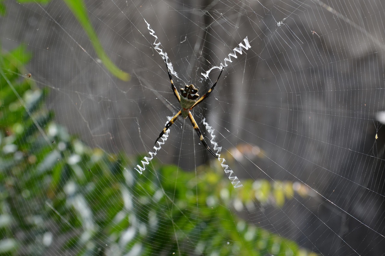 Animal Spider Web - Free photo on Pixabay - Pixabay