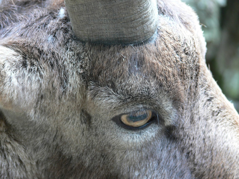 Goat Eye Head - Free photo on Pixabay - Pixabay