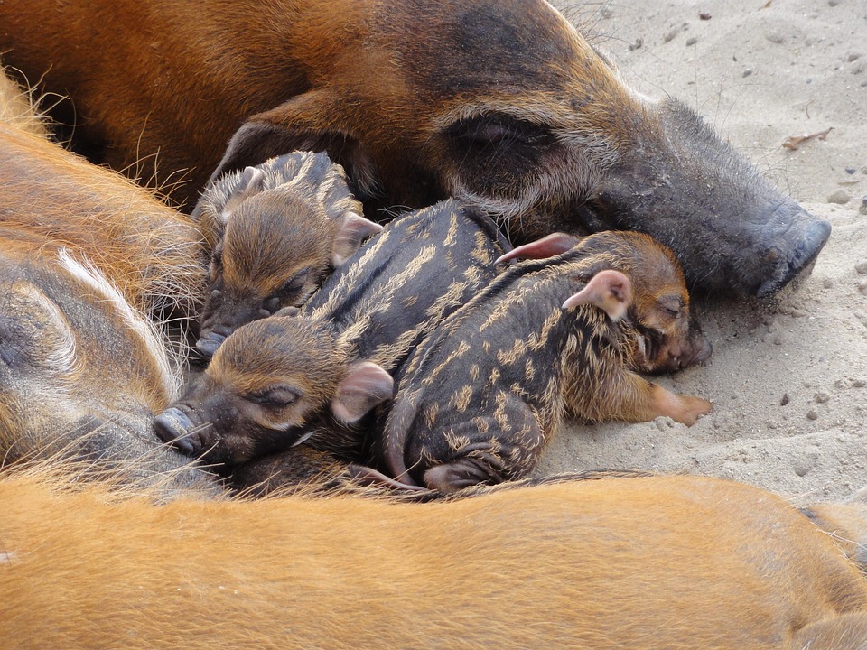Animal Cerdos De Monte Jabalí - Foto gratis en Pixabay