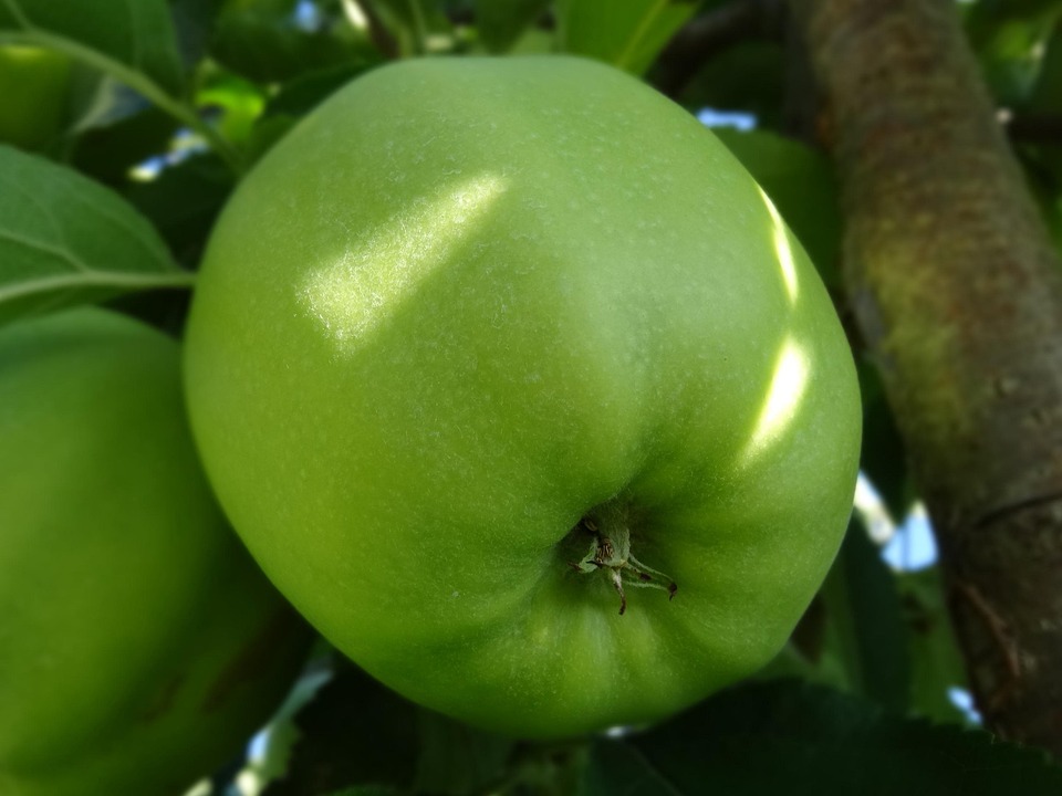 Pomme Verte Pommier Plantation De - Photo gratuite sur Pixabay - Pixabay