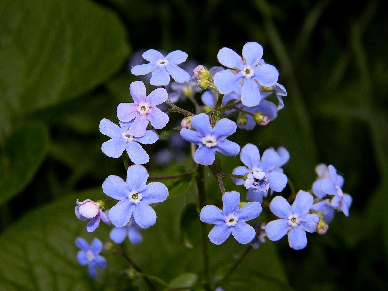 Ikke Glem Meg Blomst Blå - Gratis foto på Pixabay - Pixabay