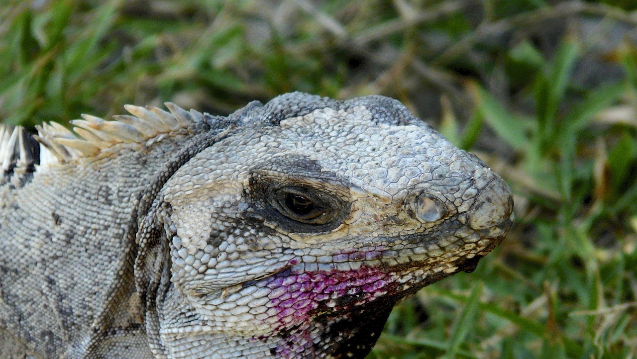 Iguana Lagarto Dragão - Foto gratuita no Pixabay - Pixabay
