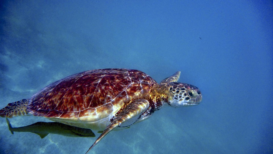 Water Turtle Sea - Free photo on Pixabay