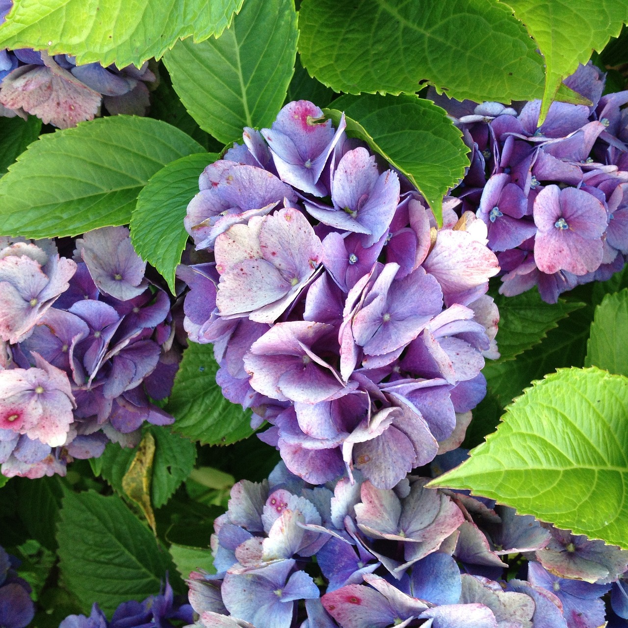 Hortensie Blumen Garten - Kostenloses Foto auf Pixabay - Pixabay