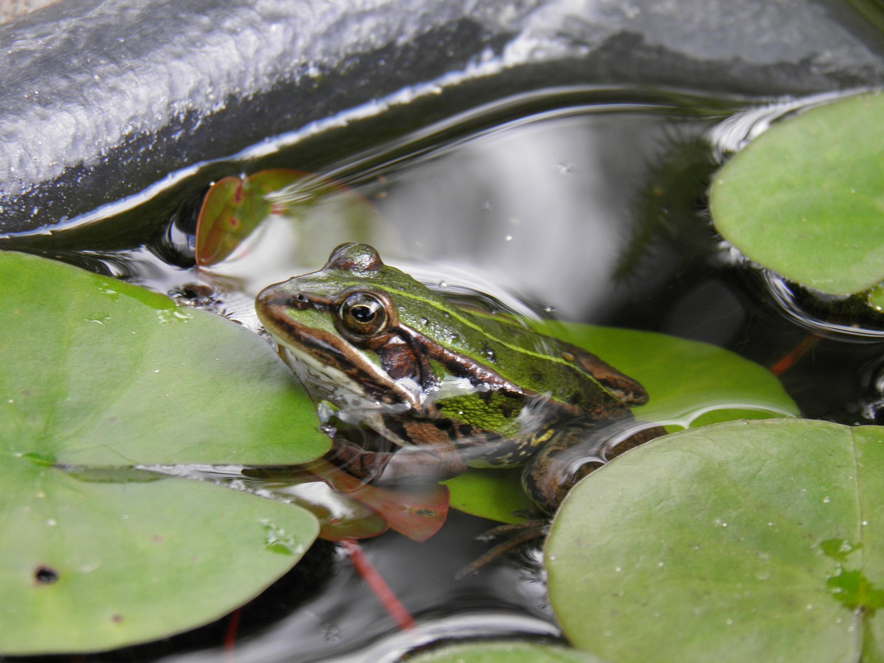 Animaux Amphibiens La - Photo gratuite sur Pixabay - Pixabay