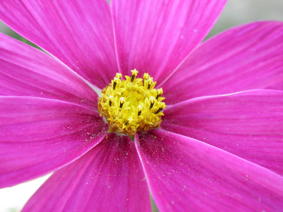 Plants Flower Bloom - Free photo on Pixabay - Pixabay