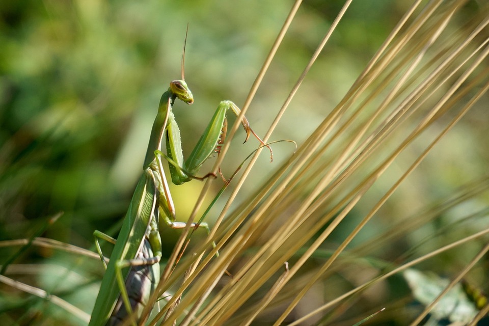 Mante Insecte Vert Attraper Un - Photo gratuite sur Pixabay - Pixabay